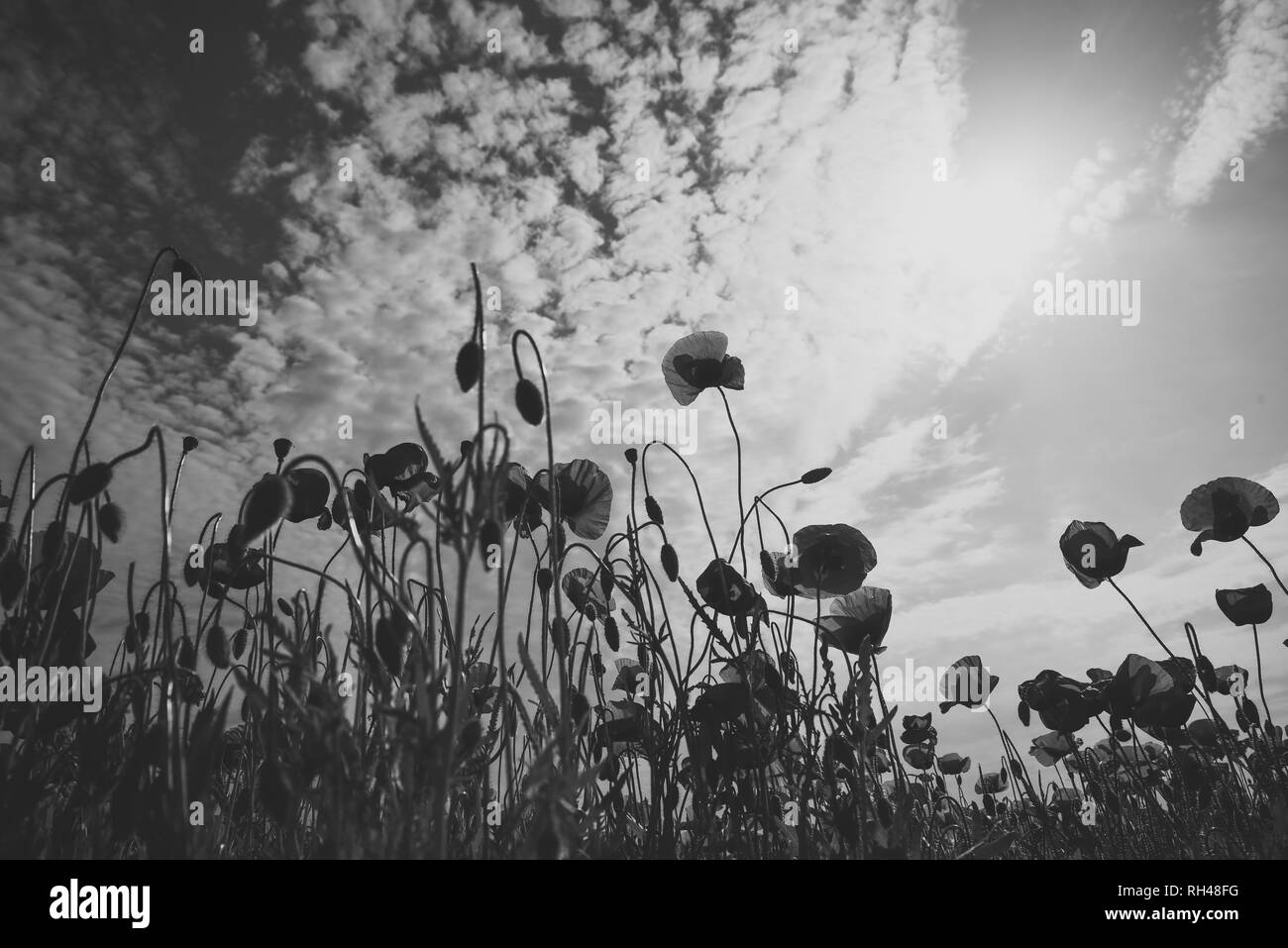 harvesting, spring and summer. harvesting, harvest, poppy flower field ...