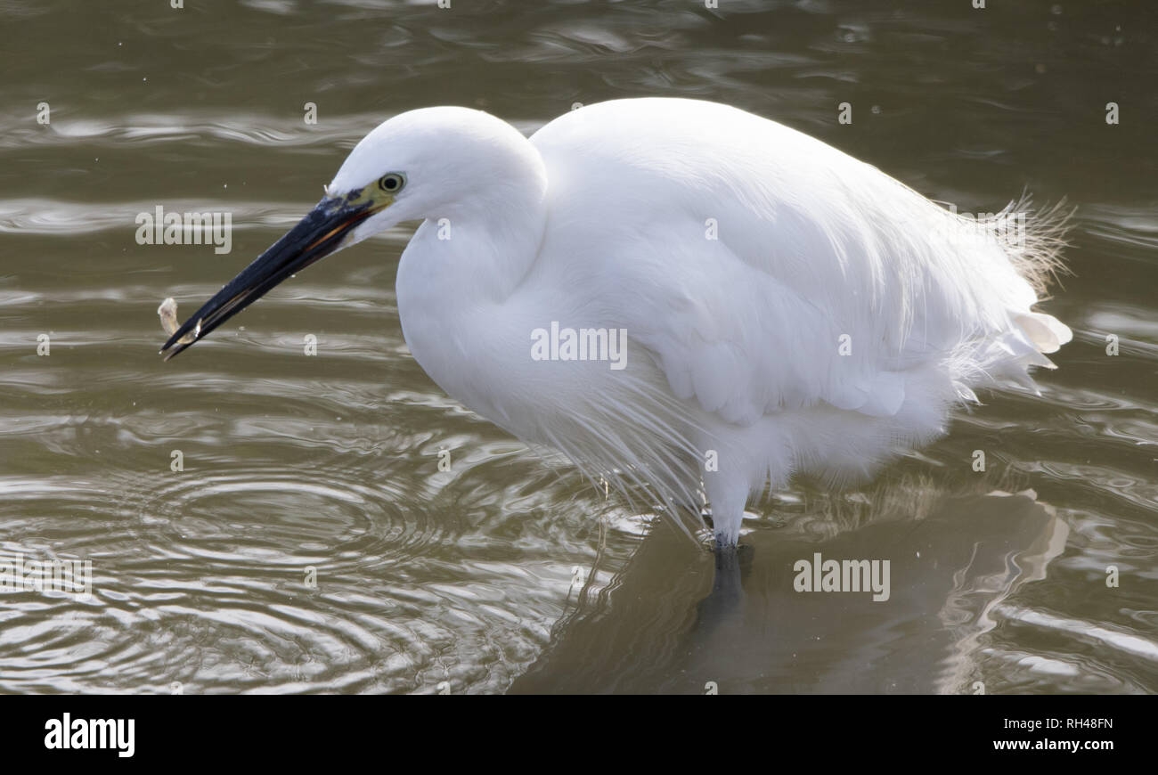 Little Egret (Egretta garzetta Stock Photo - Alamy
