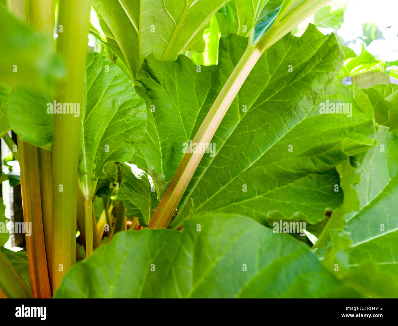 Large green leaves hi-res stock photography and images - Alamy