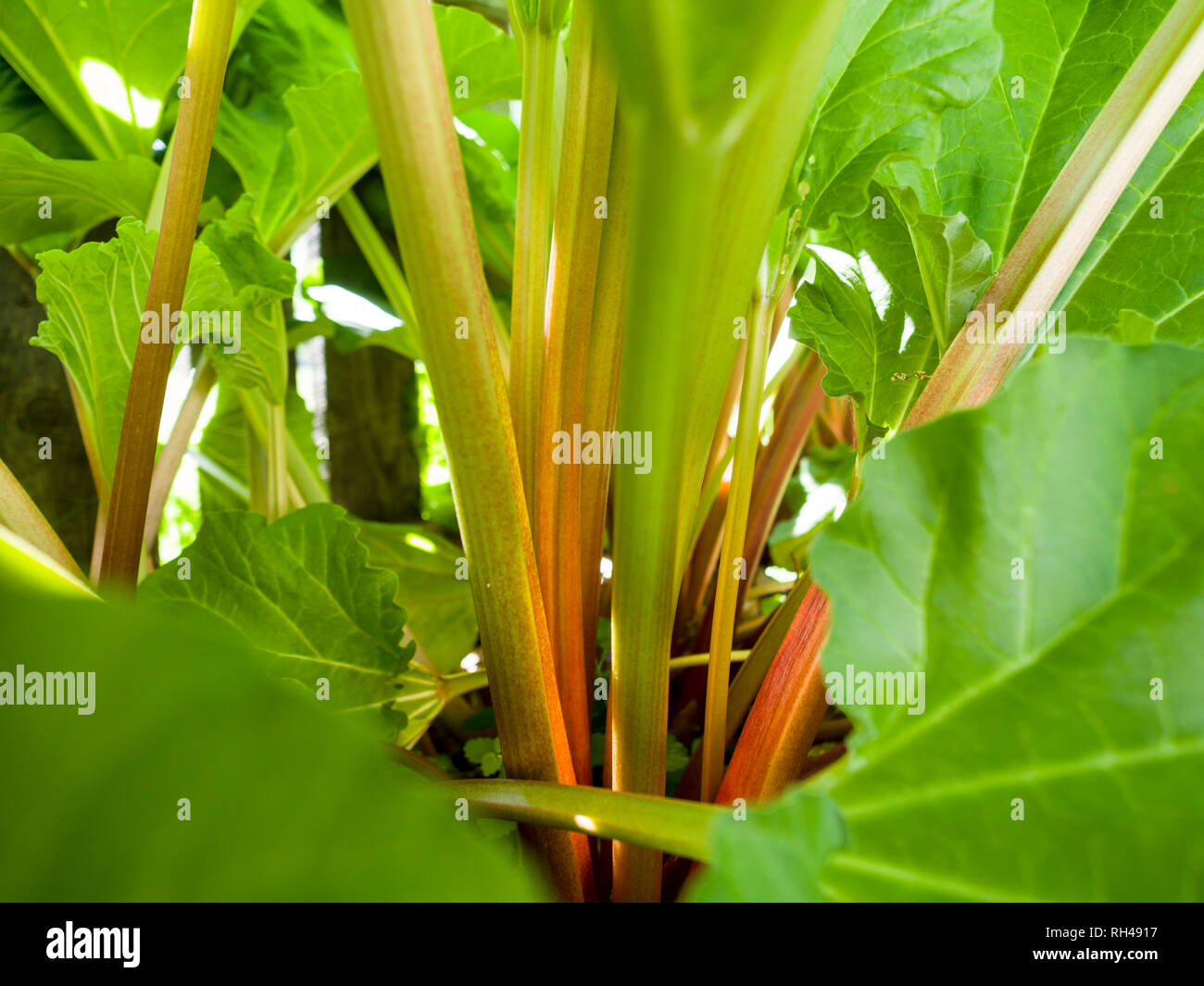 Rhubarb Stems: Stocks of green and red rhubarb framed by their large ...