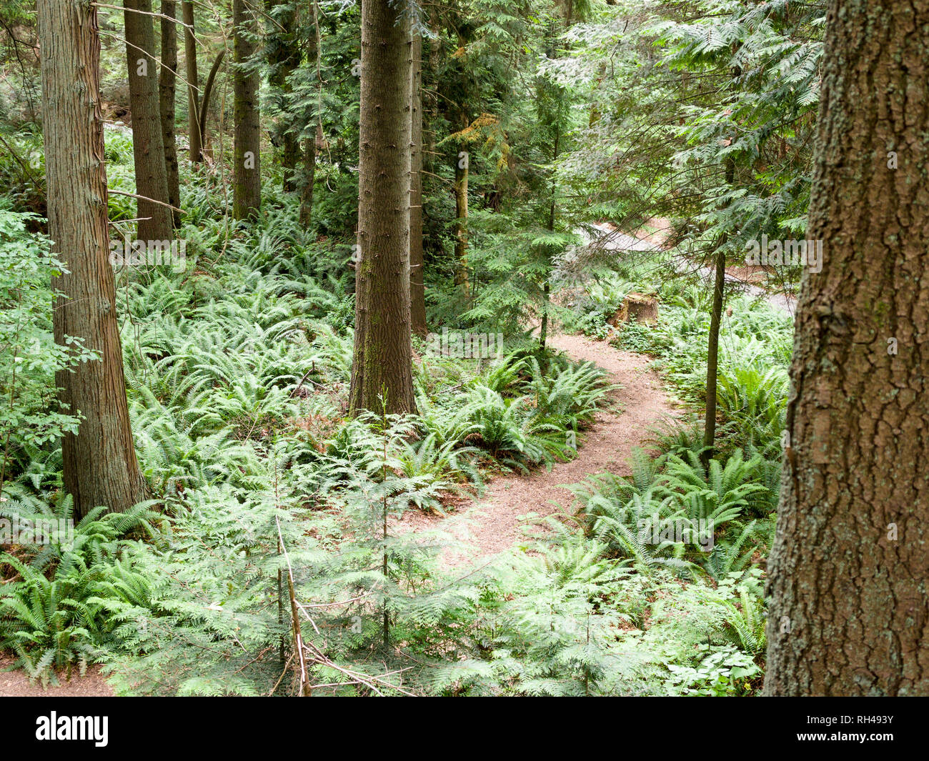 The Florest Floor: A small path winds through the fern covered floor of ...