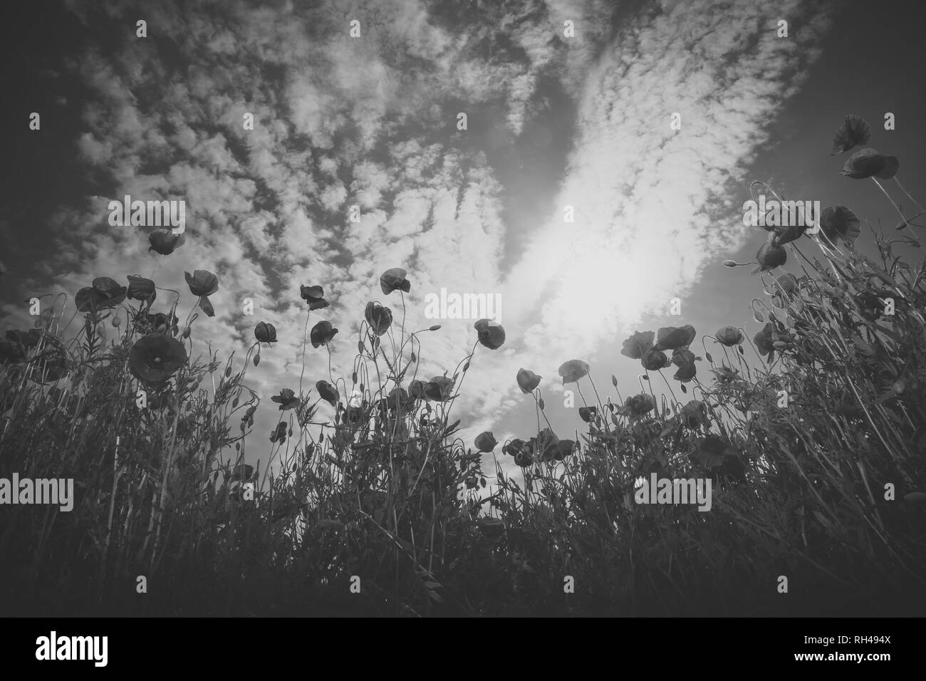 Poppy flower field, harvesting. poppy seed flower in field, narcotics ...