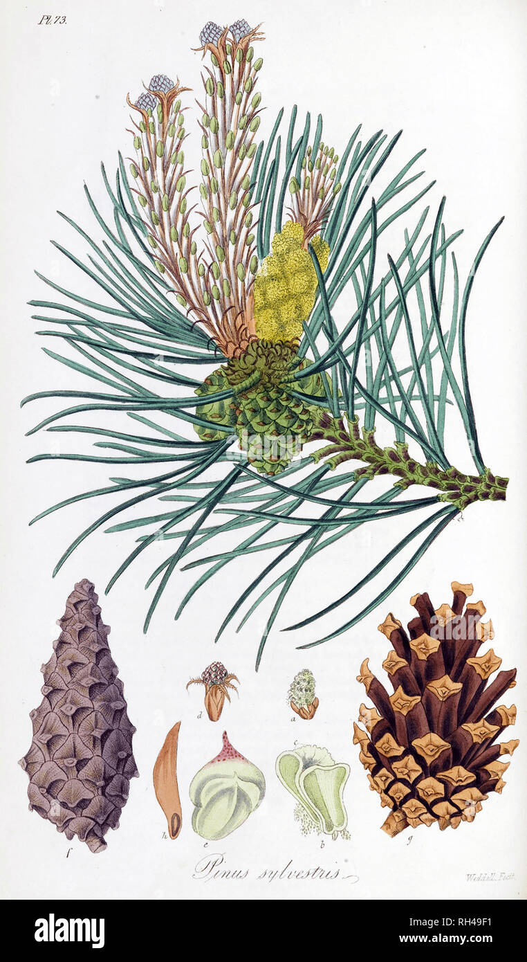 Pinus Sylvestris