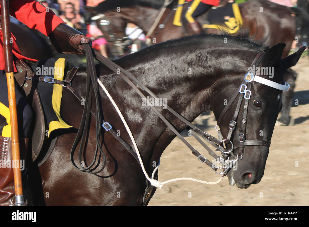 Rcmp on his horse hi-res stock photography and images - Alamy