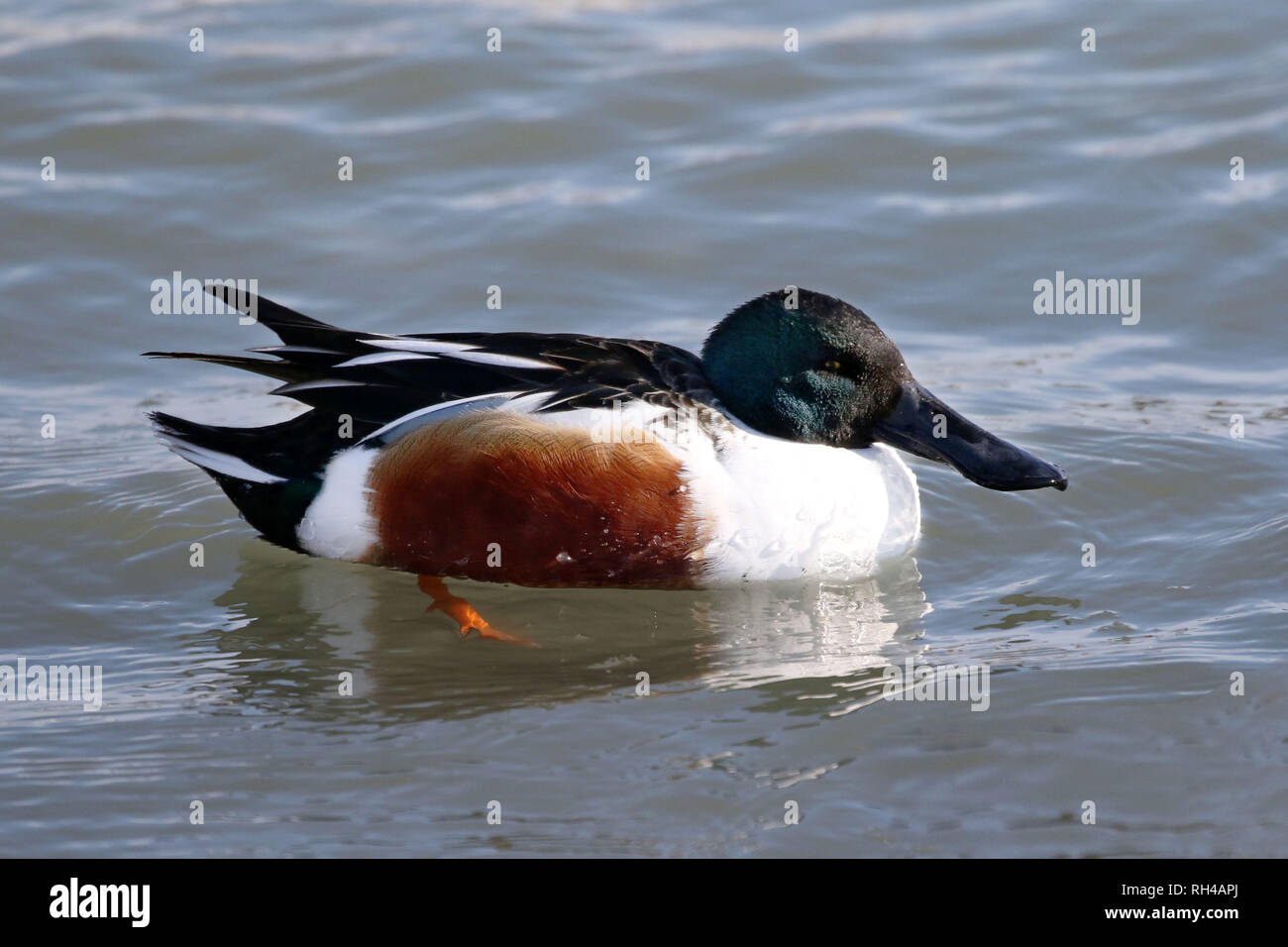 Northern Shoveller Duck Stock Photo - Alamy
