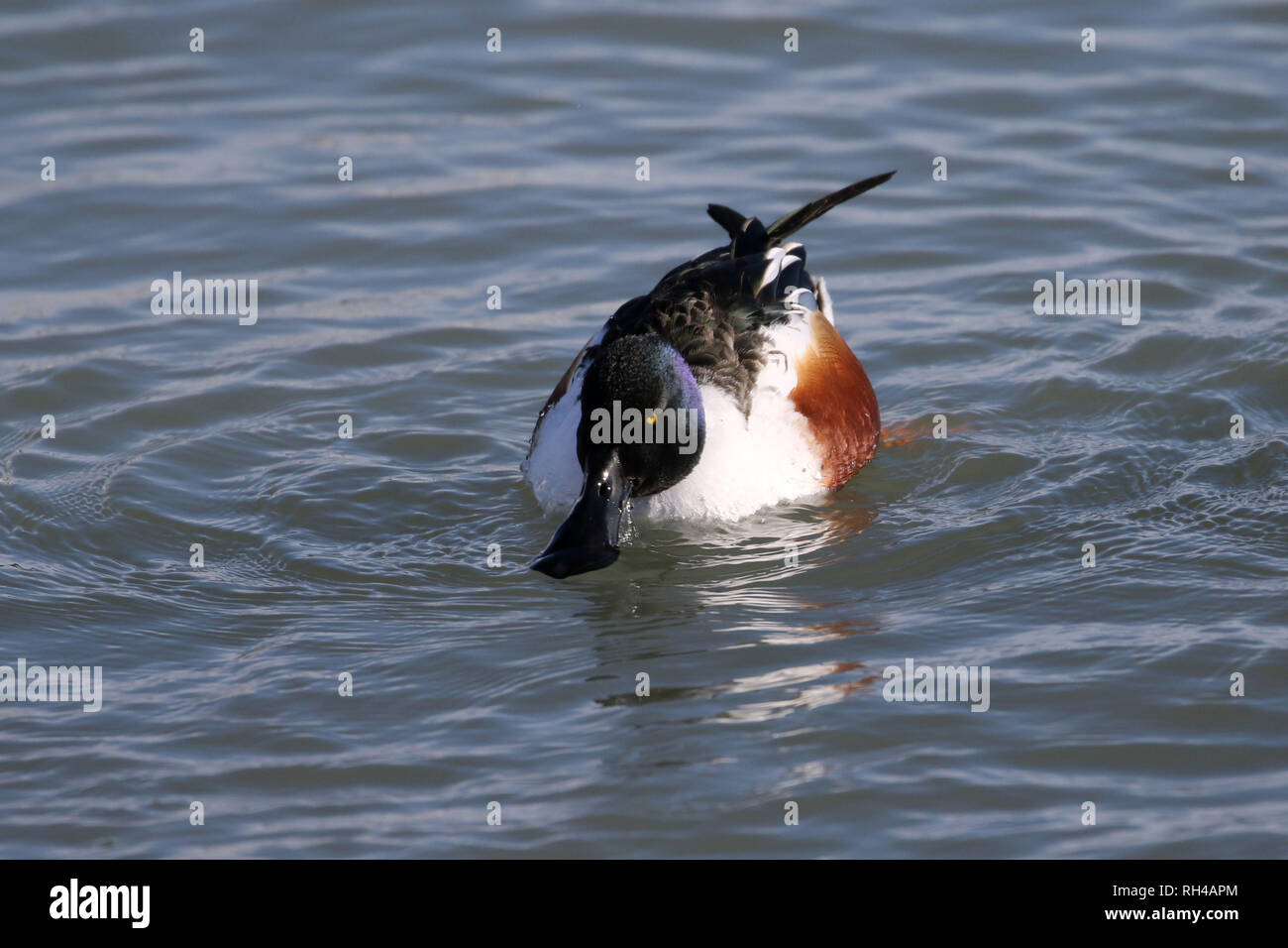 Northern Shoveller Duck Stock Photo - Alamy