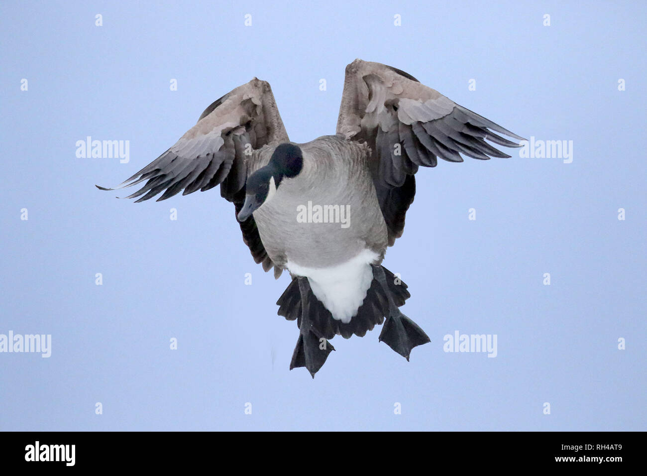 Native canadian farmers hi-res stock photography and images - Alamy