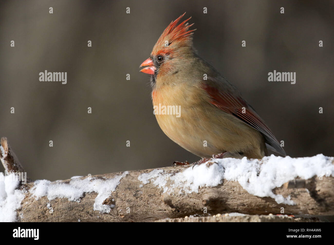 Conical tough beak hi-res stock photography and images - Alamy