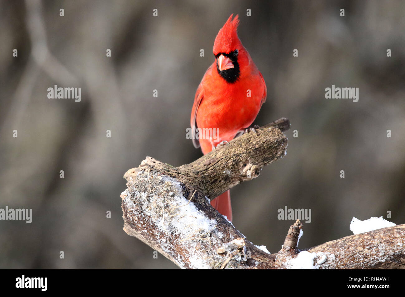 Northern Cardinal on branch Stock Photo - Alamy