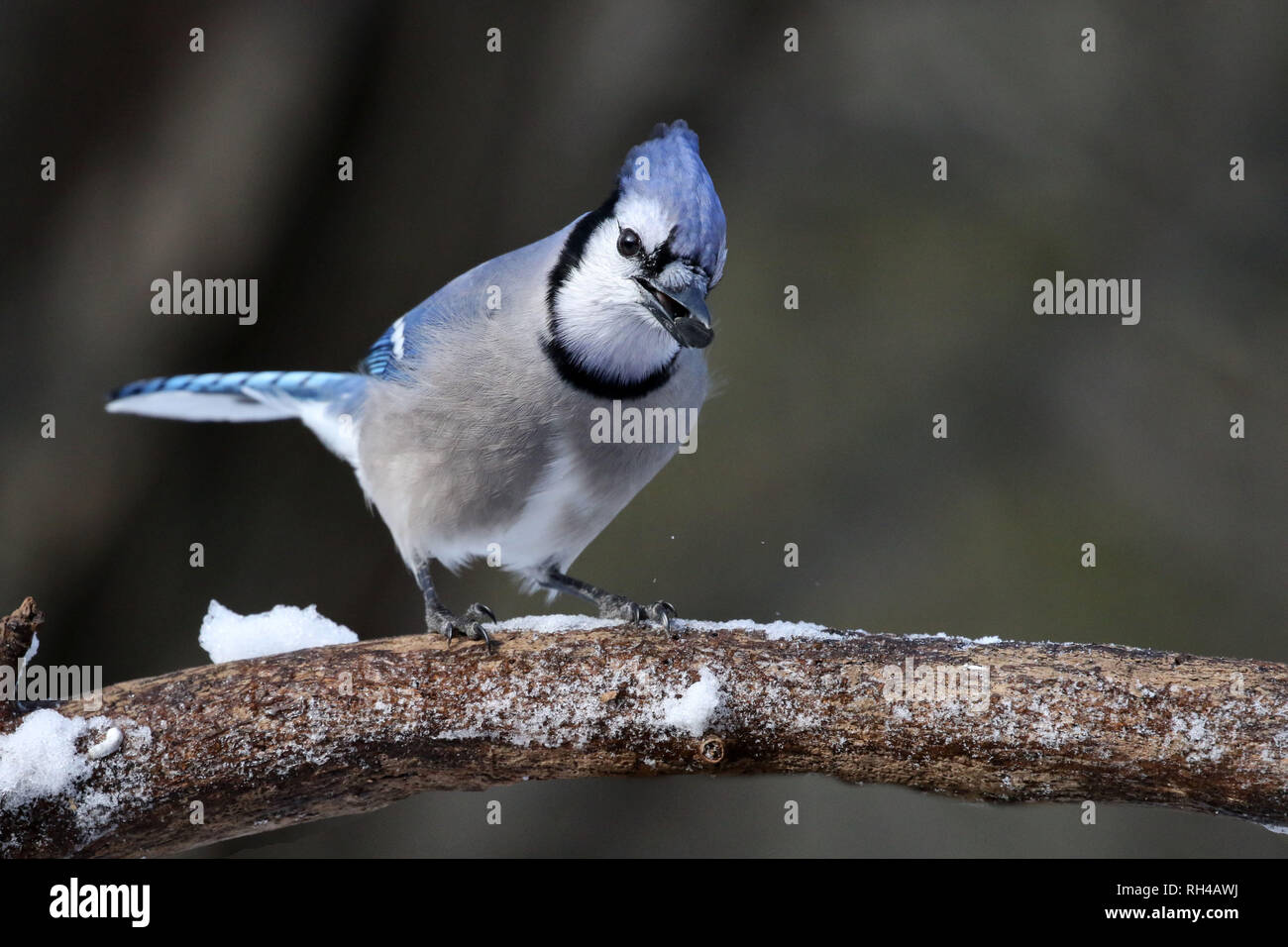Blue Jay in Nature Reserve in winter Stock Photo - Alamy