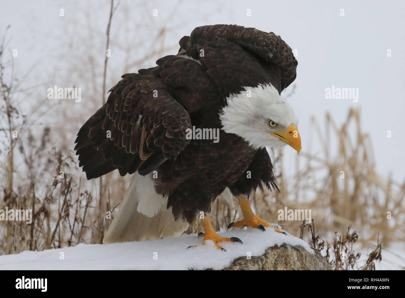 Mature bald eagle at Raptor park Stock Photo - Alamy