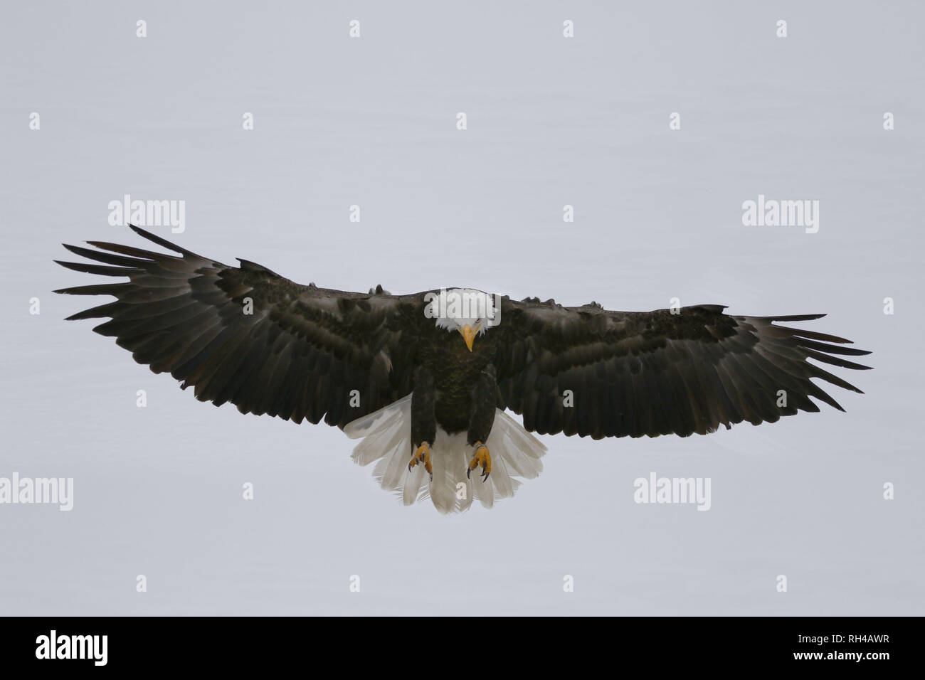 Mature bald eagle at Raptor park Stock Photo - Alamy