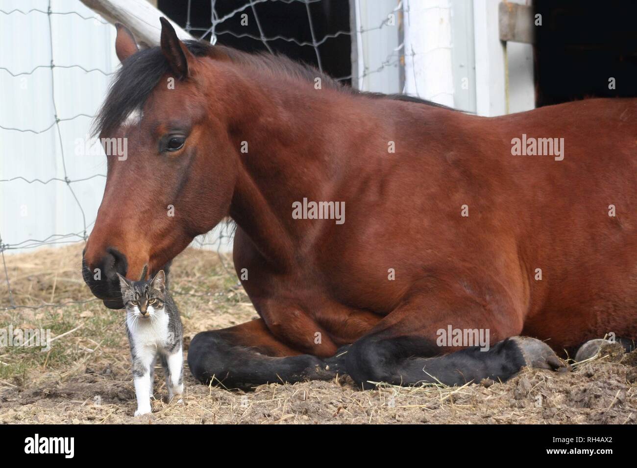 Barn cat showing affection for lying down horse Stock Photo - Alamy