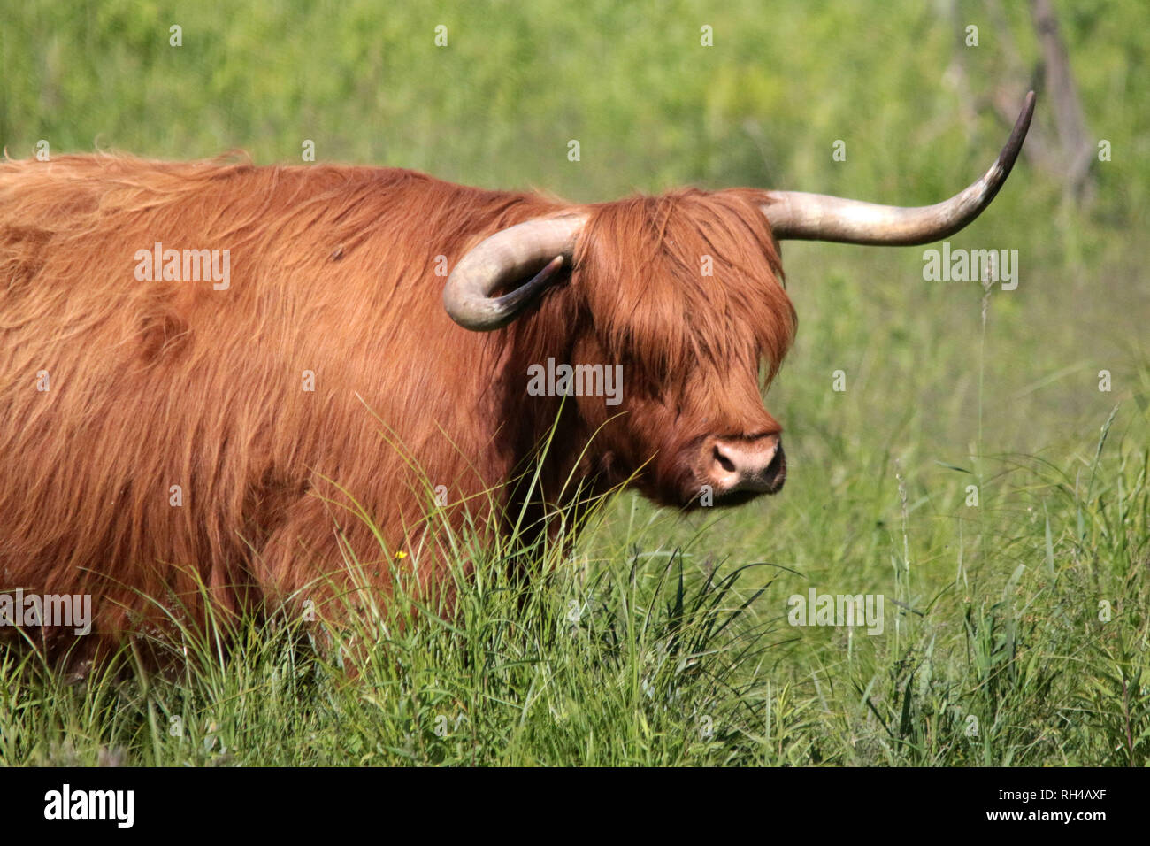 Long hairy forelocks hi-res stock photography and images - Alamy