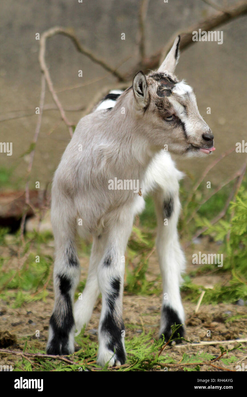Baby Goats on a farm in spring Stock Photo - Alamy