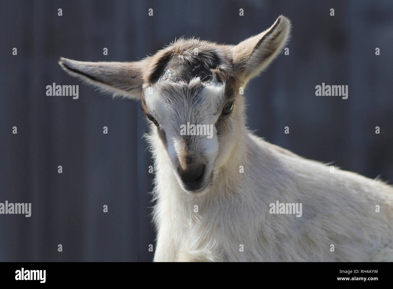 Baby Goats on a farm in spring Stock Photo - Alamy