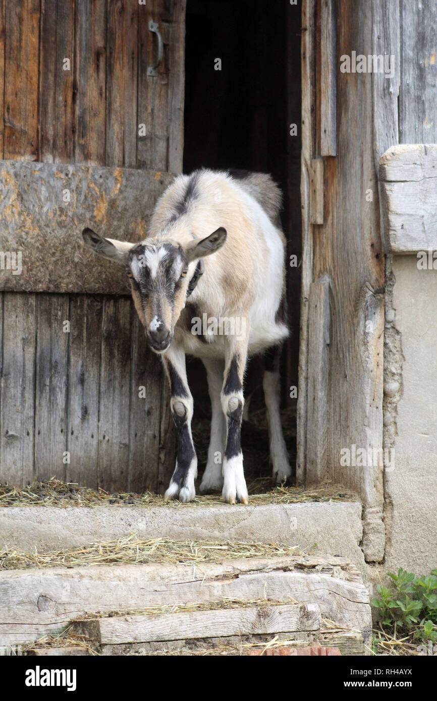 Baby Goats on a farm in spring Stock Photo - Alamy