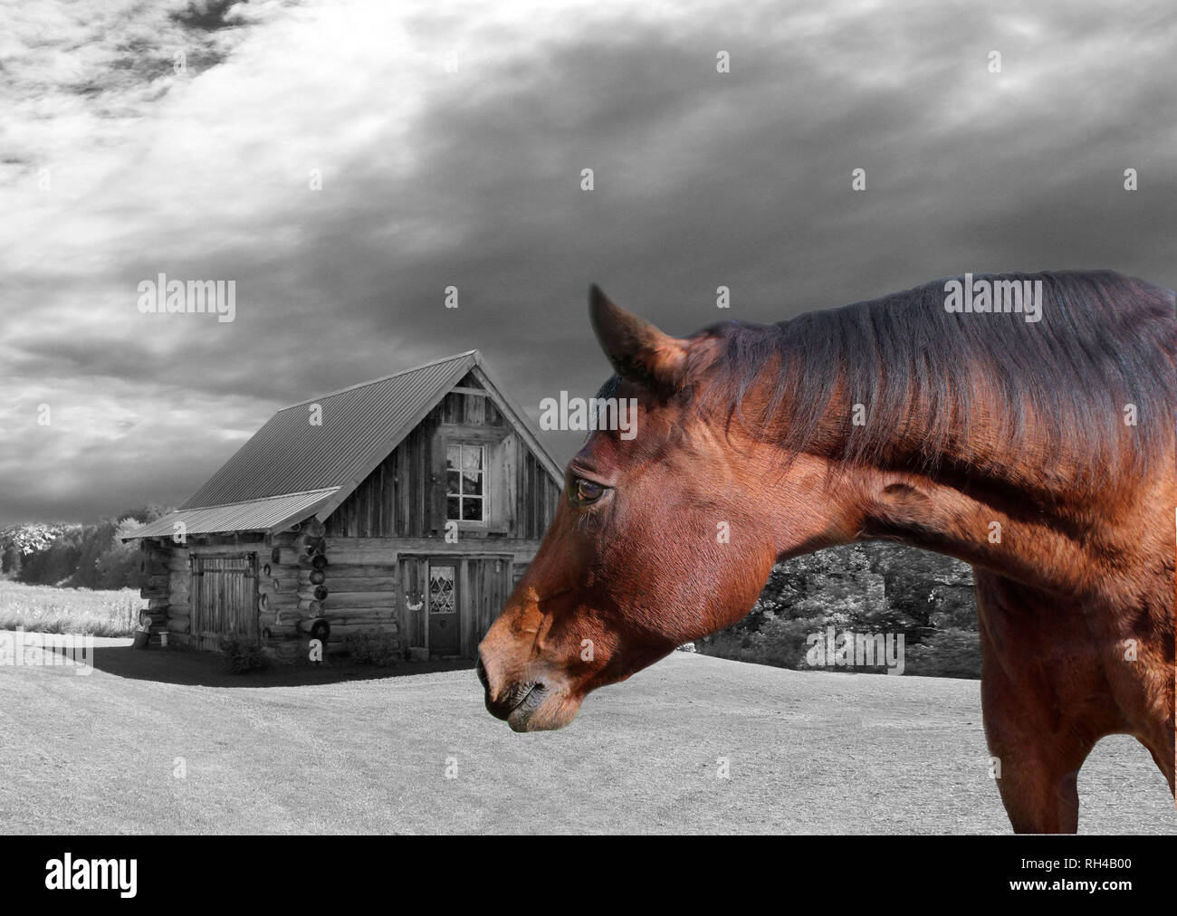 Old mare looking back hi-res stock photography and images - Alamy