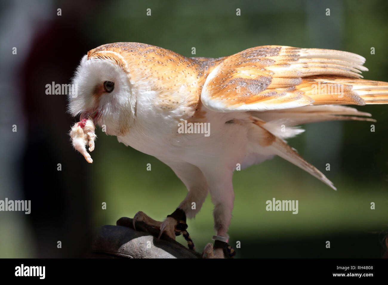 Common marsh owl hi-res stock photography and images - Alamy