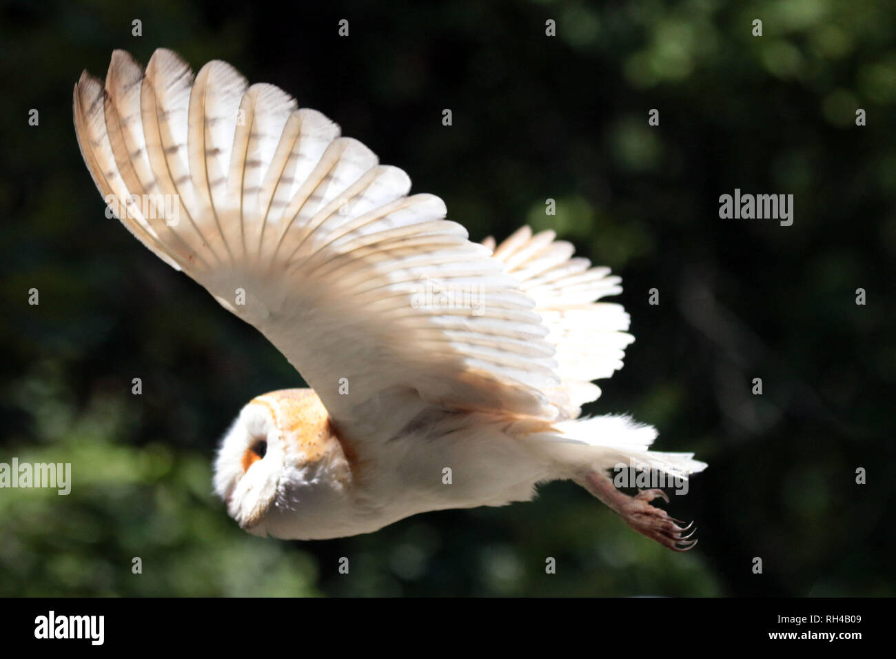 Barn Owl at Raptor show Stock Photo - Alamy