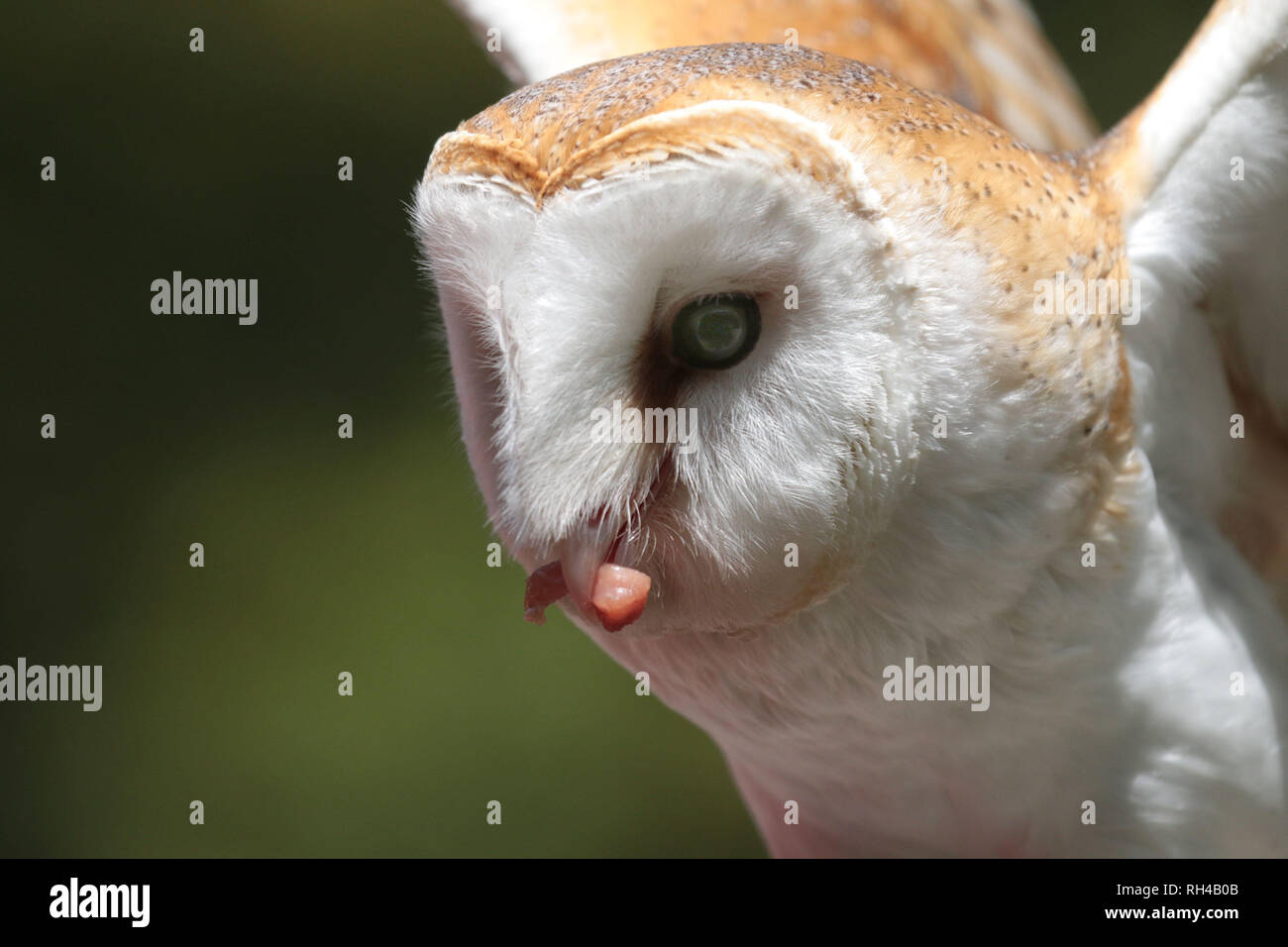 Barn Owl at Raptor show Stock Photo - Alamy