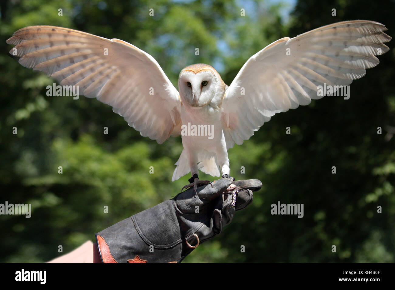 Barn Owl at Raptor show Stock Photo - Alamy