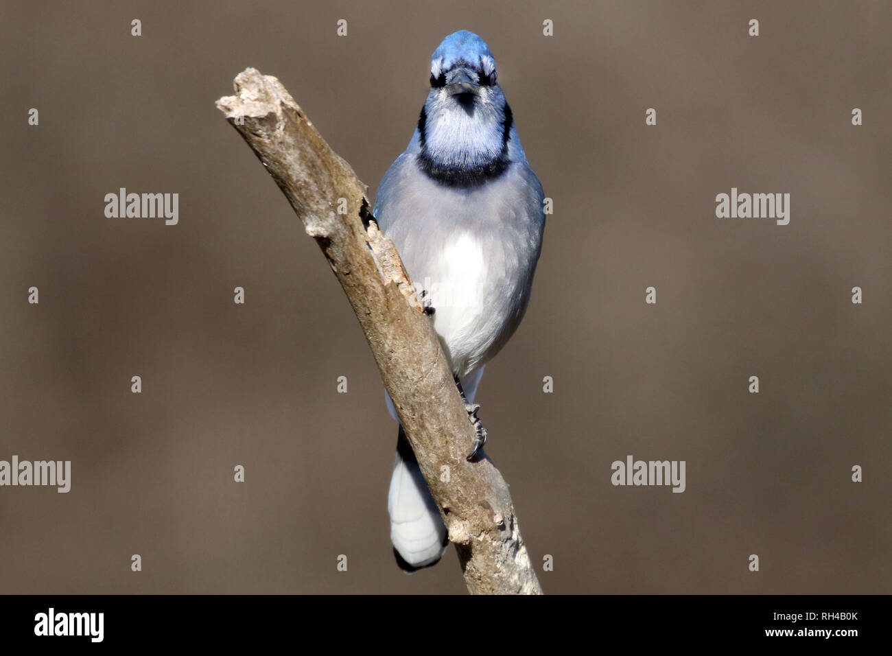 Blue jay in nature reserve hi-res stock photography and images - Alamy