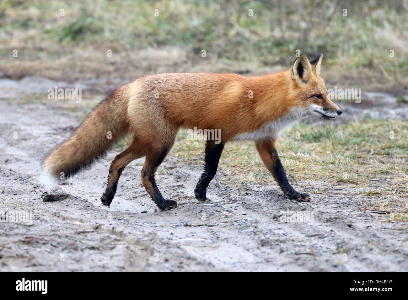 Skinny Fox Hi Res Stock Photography And Images Alamy