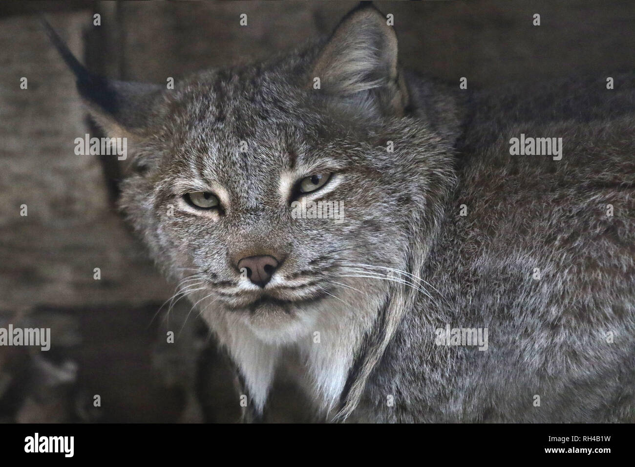 Canadian Lynx in zoo Stock Photo - Alamy