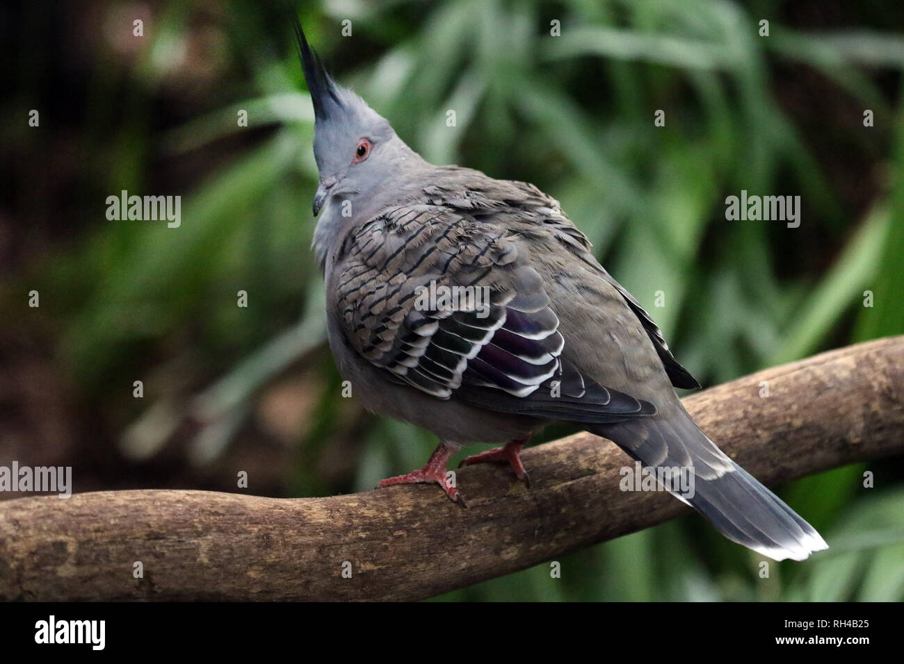Feather crest on head raises when bird is alarmed hi-res stock ...