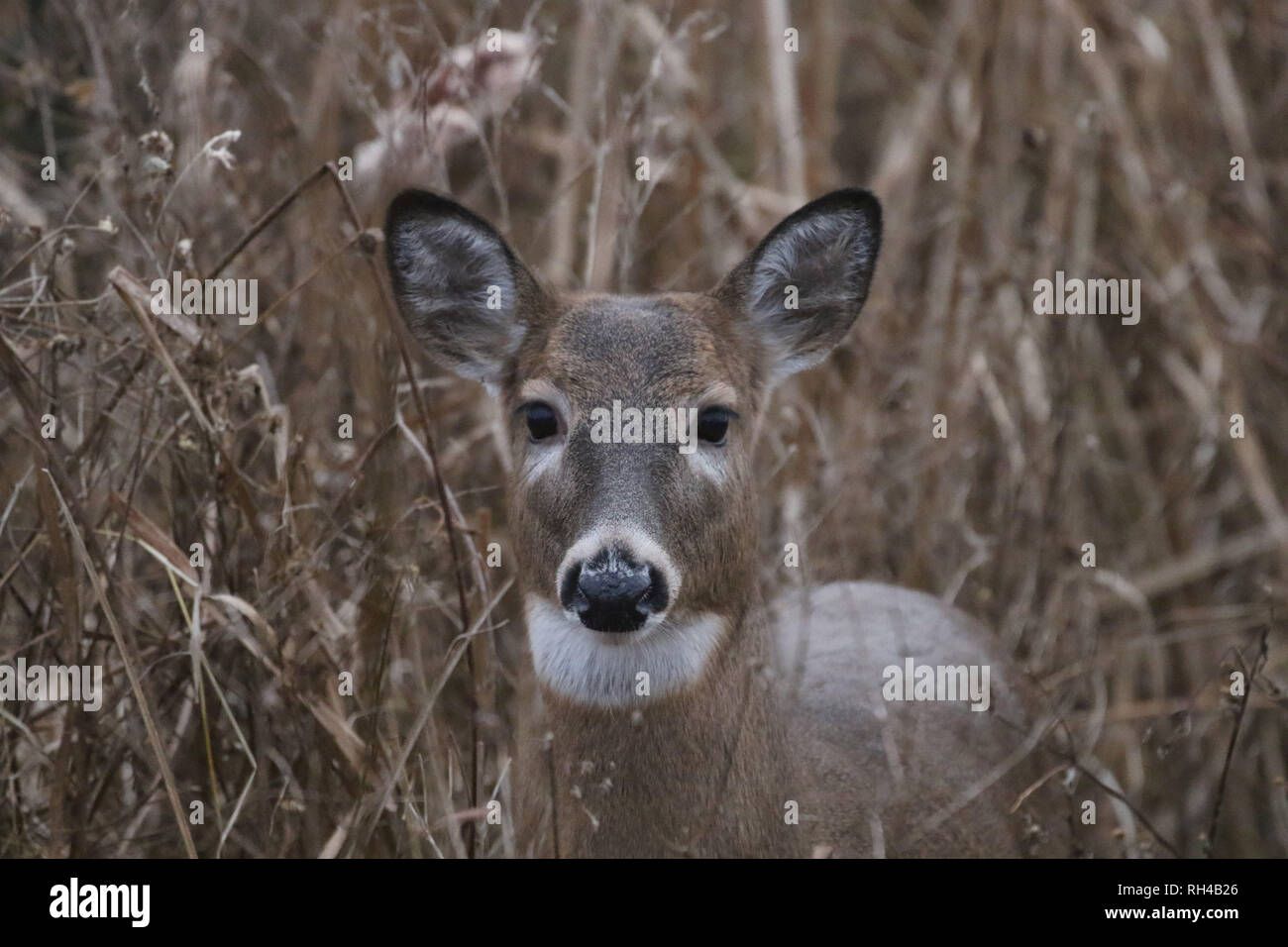White tailed doe in cat tail marsh Stock Photo - Alamy
