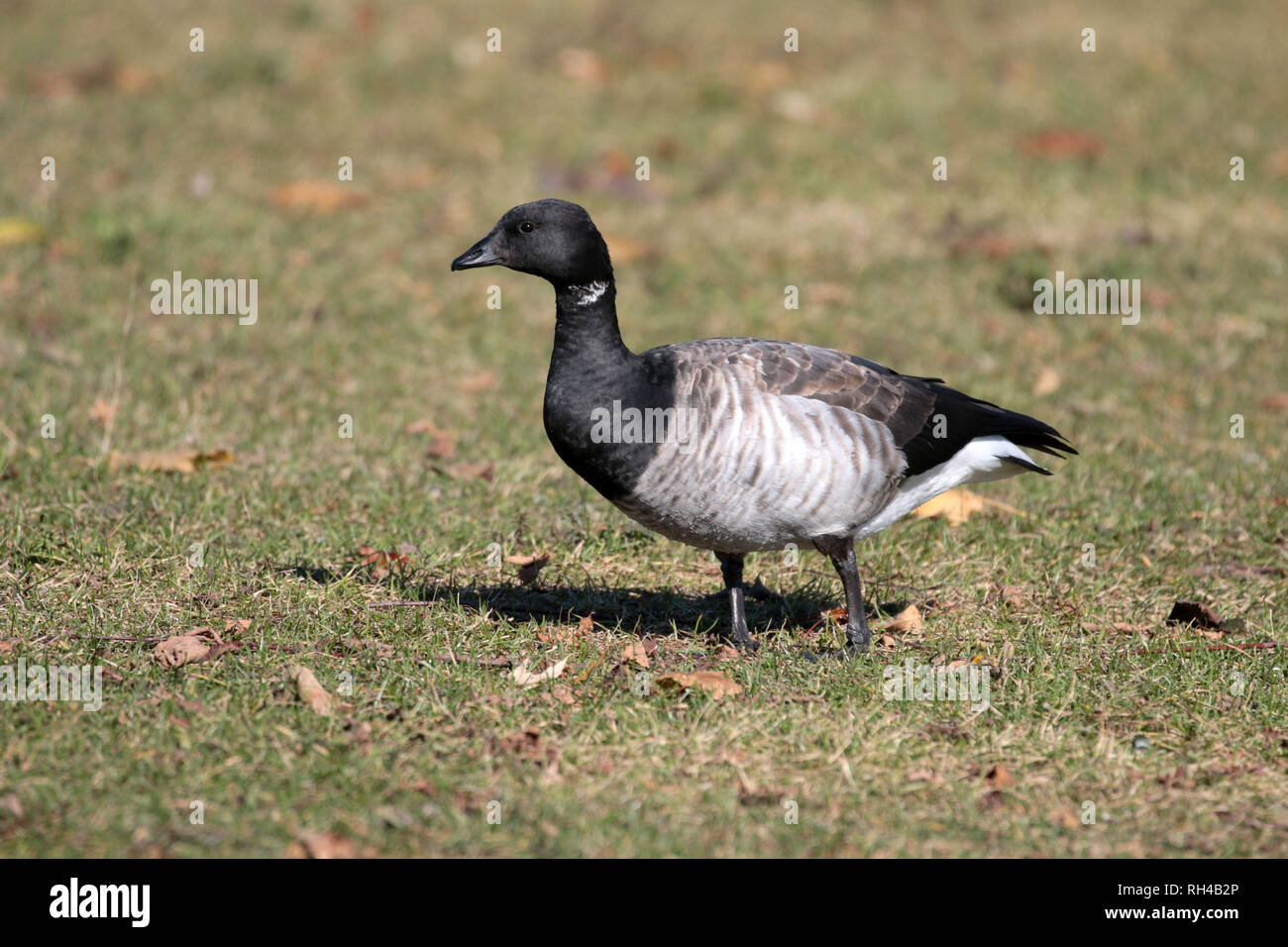 Brant goose on lawn near Lake Ontario Stock Photo - Alamy