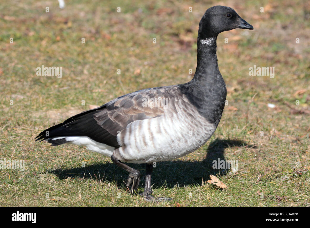 Brant goose on lawn near Lake Ontario Stock Photo - Alamy