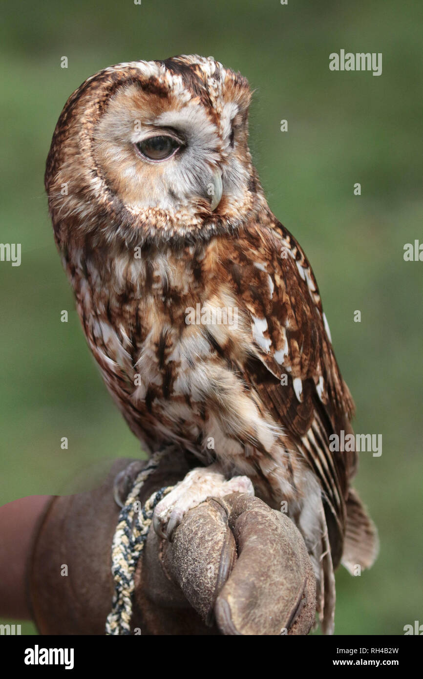 Eurasian Hawk owl Stock Photo - Alamy
