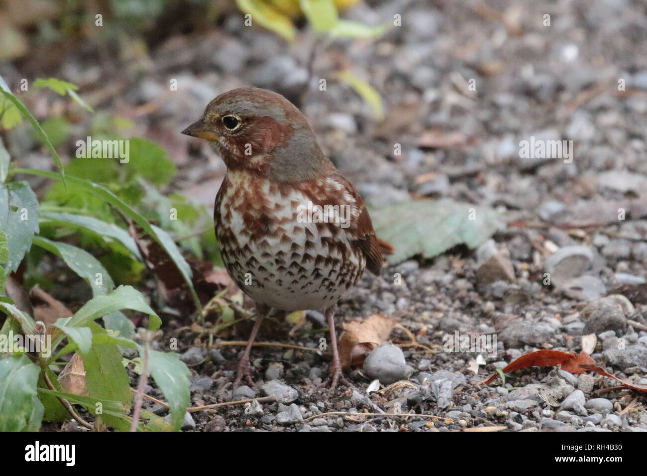 Red Fox Sparrow High Resolution Stock Photography and Images - Alamy