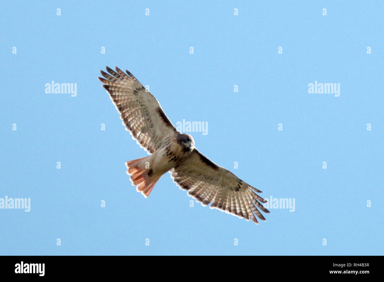 Red Tailed Hawk Stock Photo - Alamy