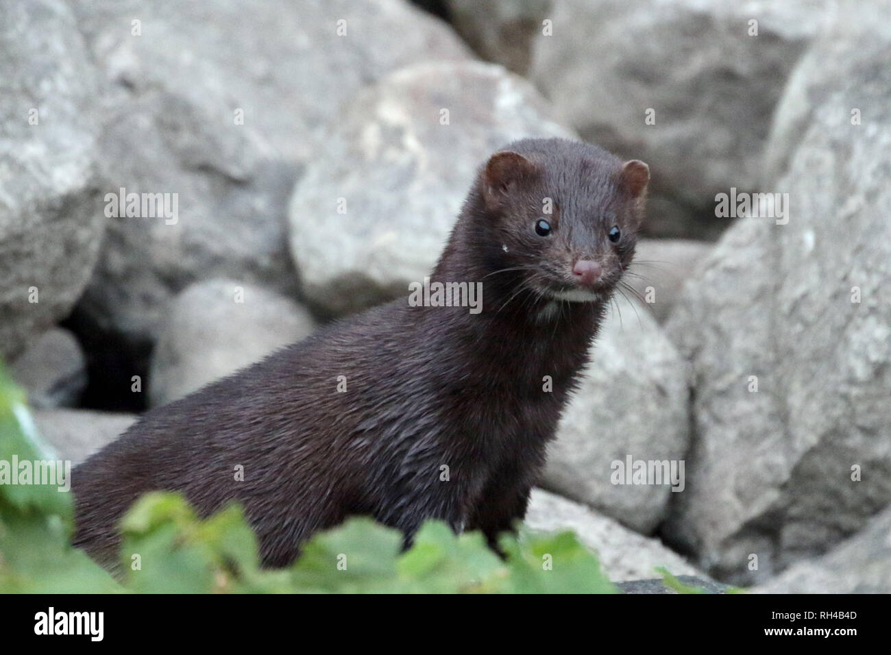 Mink by rocks by river Stock Photo - Alamy