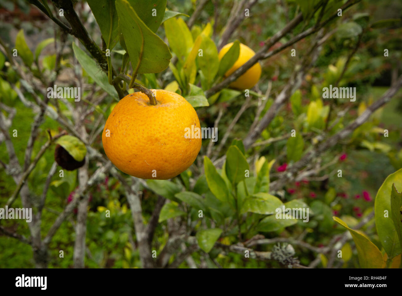 Mandarin orange tree hi-res stock photography and images - Alamy