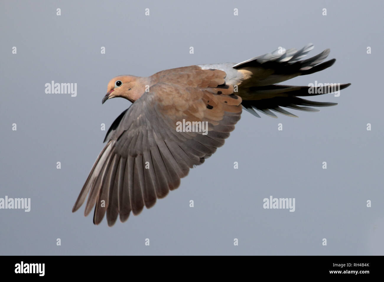Mourning dove flying hi-res stock photography and images - Alamy