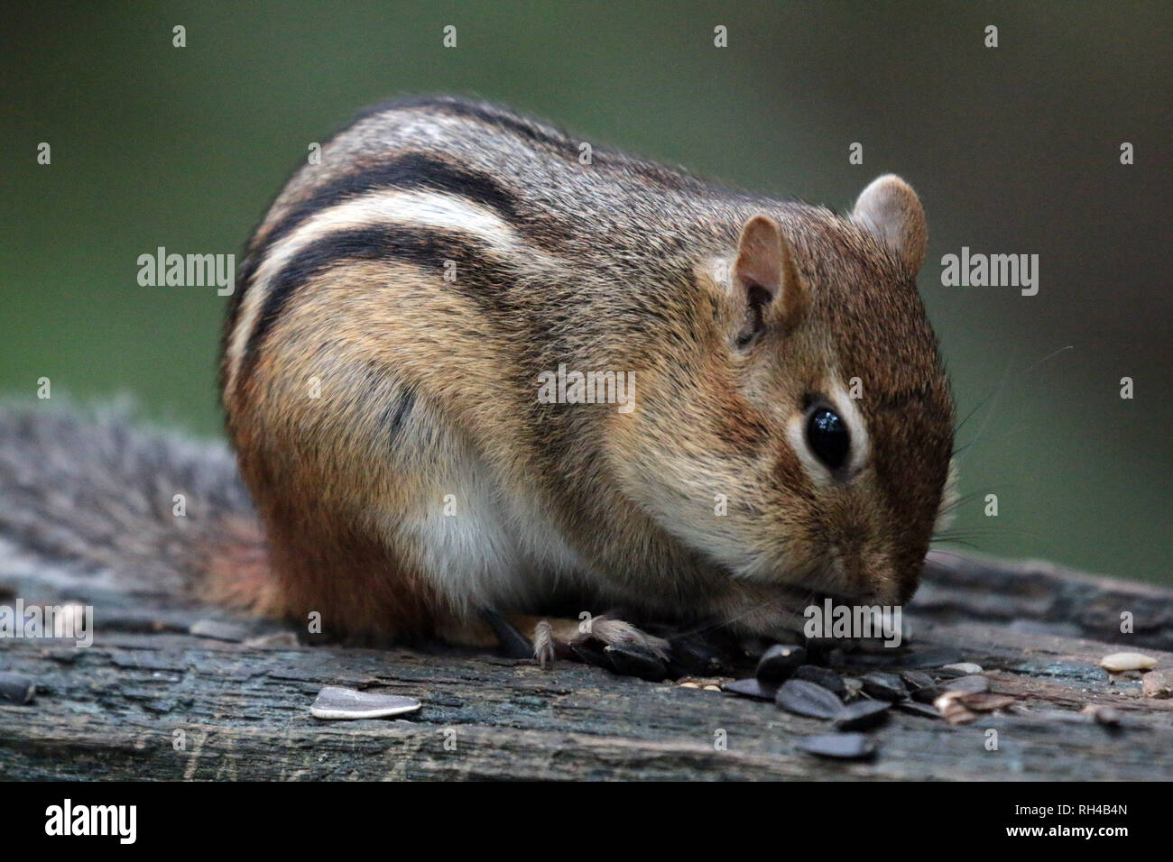 Storing food in cheek pouches hi-res stock photography and images - Alamy