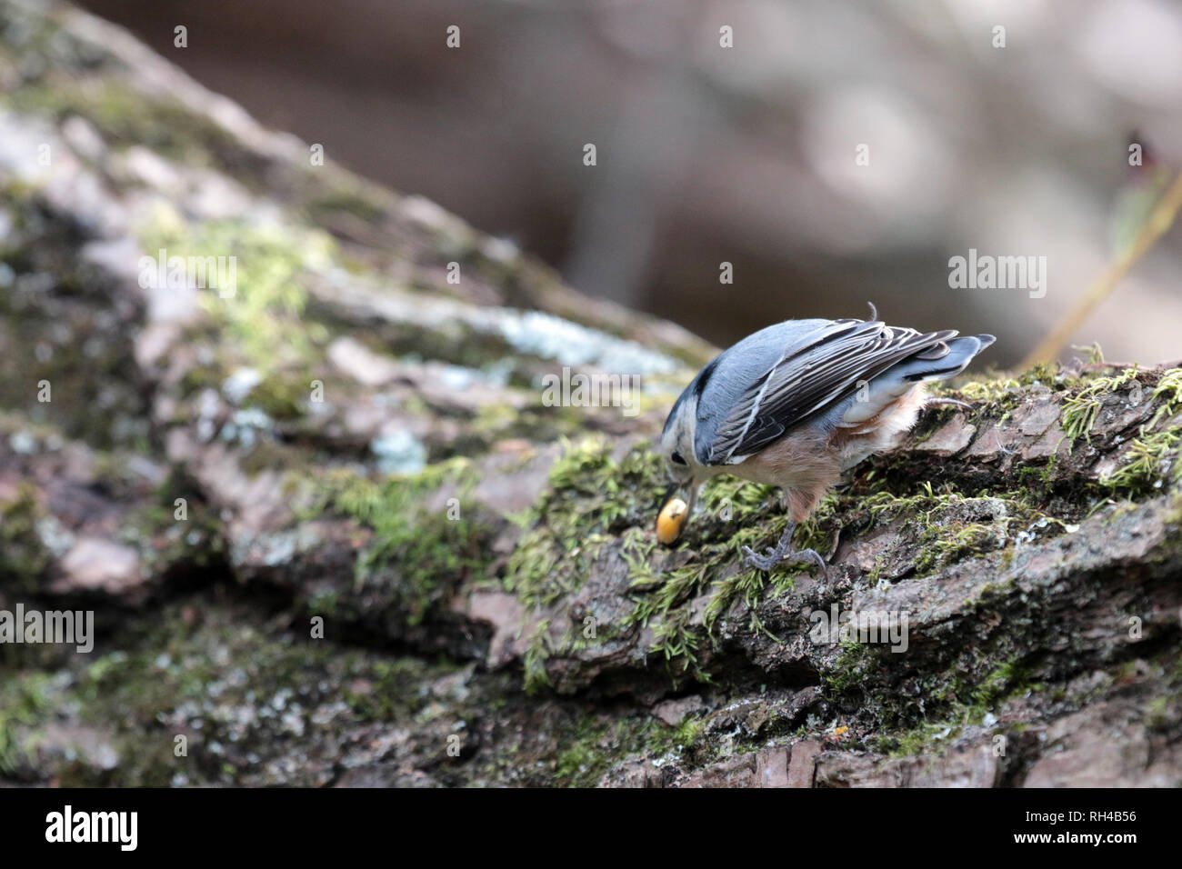 Bark eating insects hi-res stock photography and images - Alamy