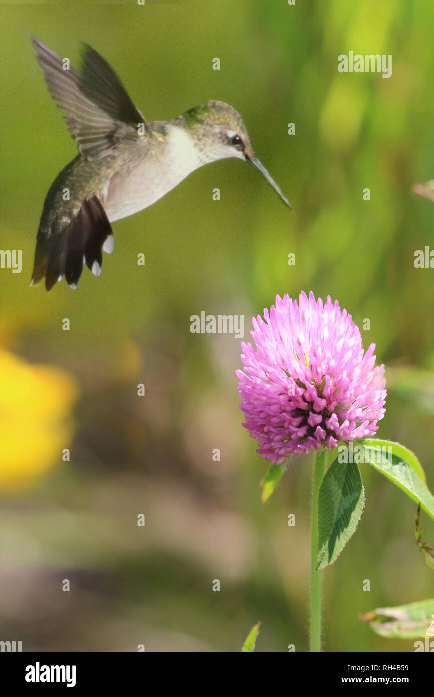 High shutter speed to stop wings hi-res stock photography and images ...