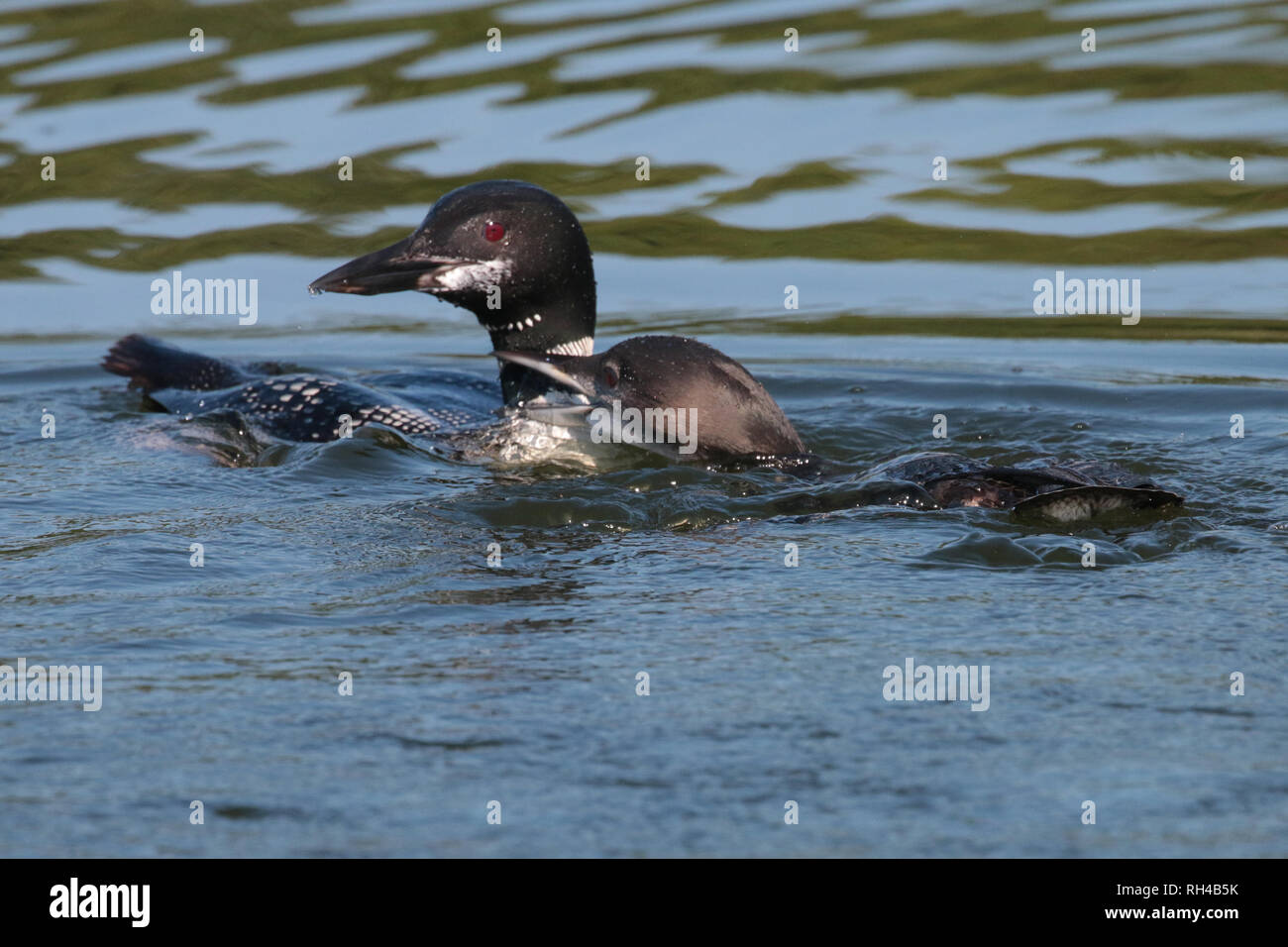 Common loon teaching juvenile to fish Stock Photo - Alamy