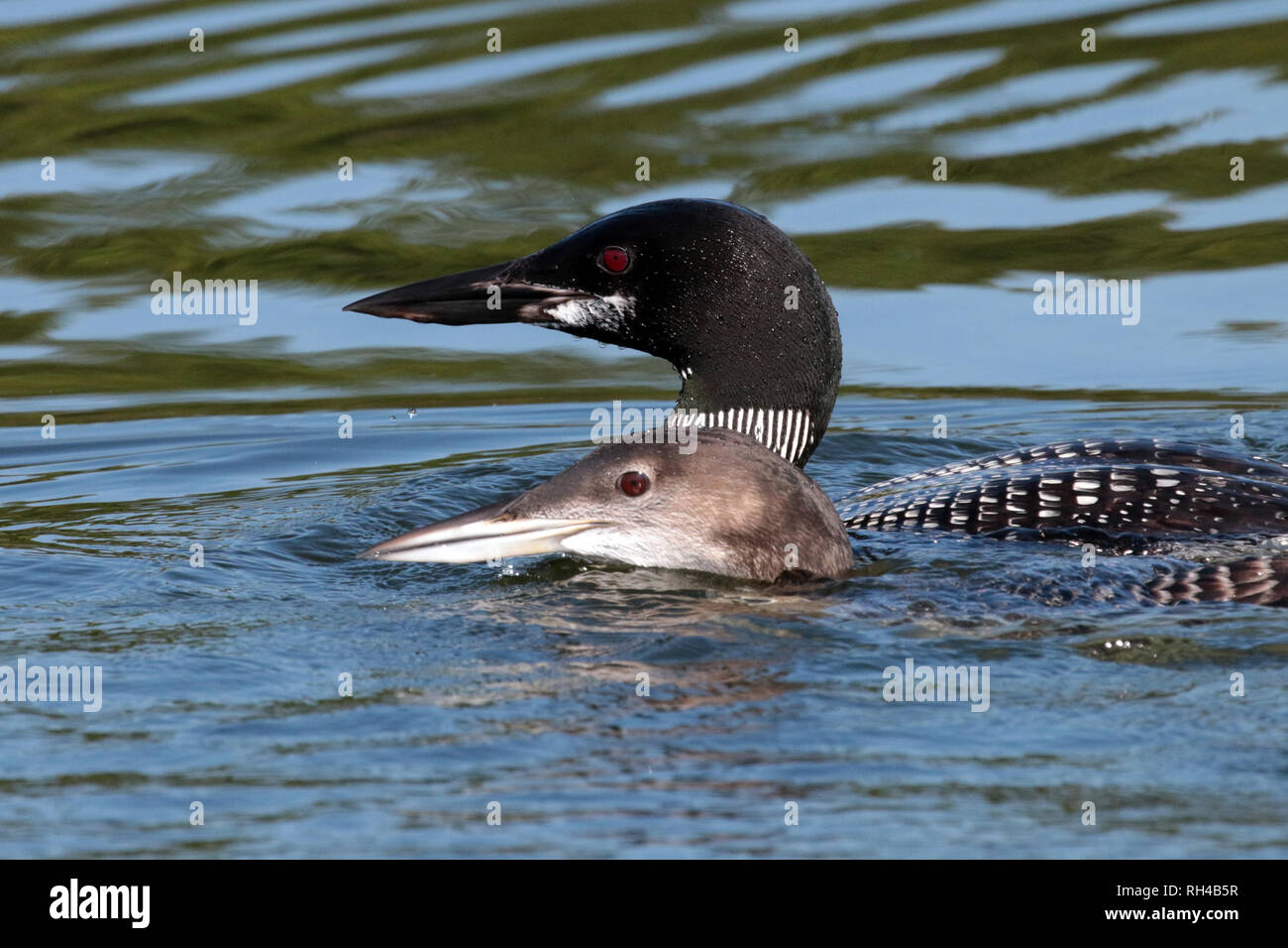 Common loon teaching juvenile to fish Stock Photo - Alamy