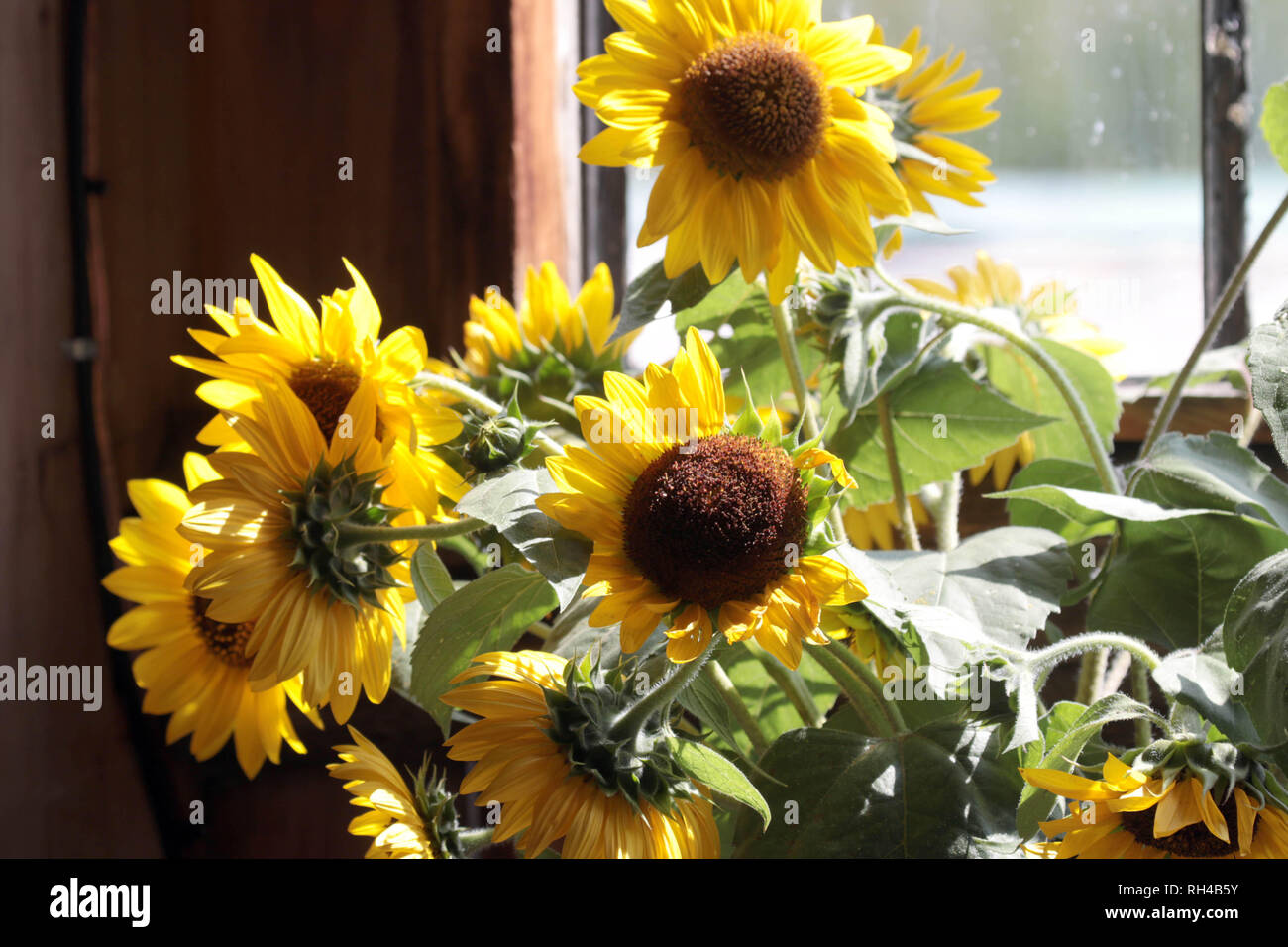 Sunflowers in vase by window Stock Photo - Alamy