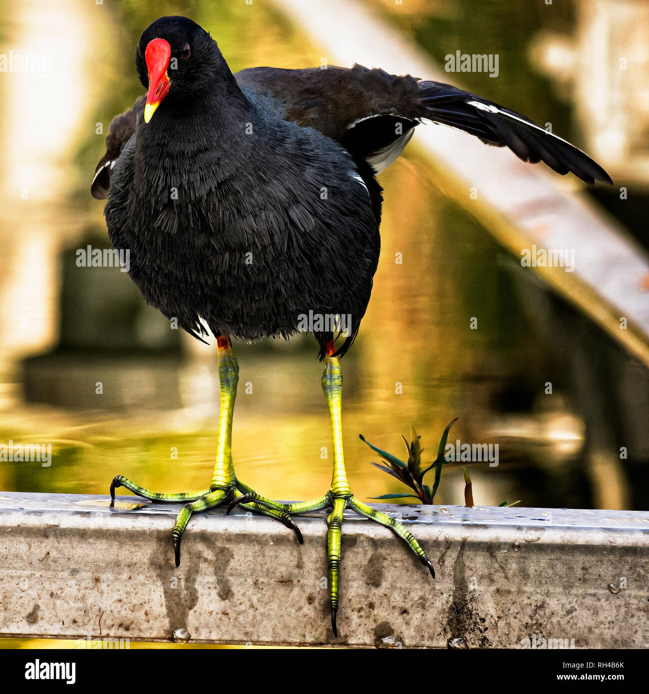 Marsh hen hi-res stock photography and images - Alamy