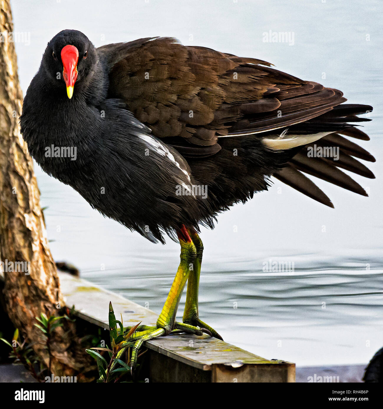 Little red hen hi-res stock photography and images - Alamy