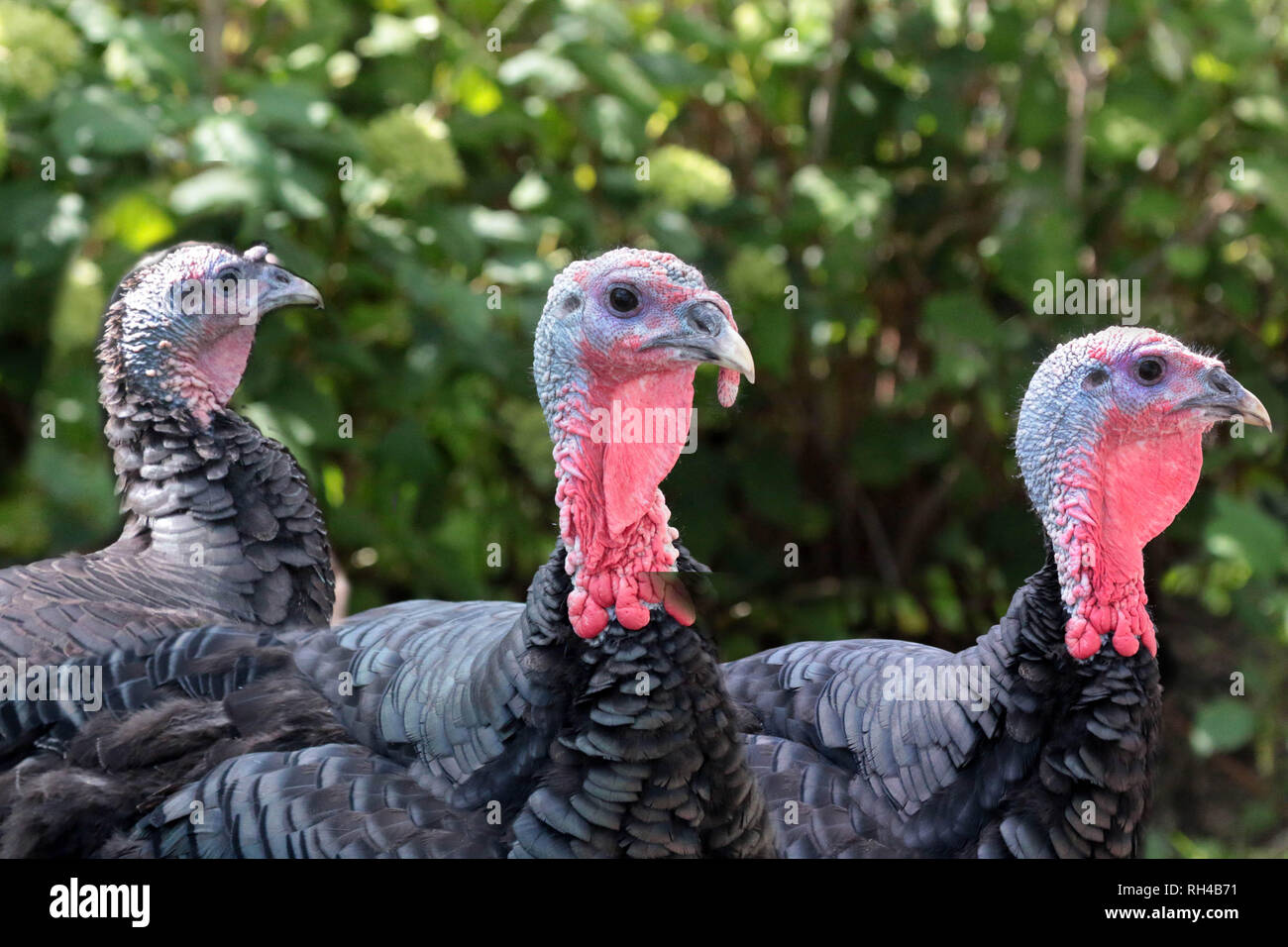 Iriidescent hi-res stock photography and images - Alamy