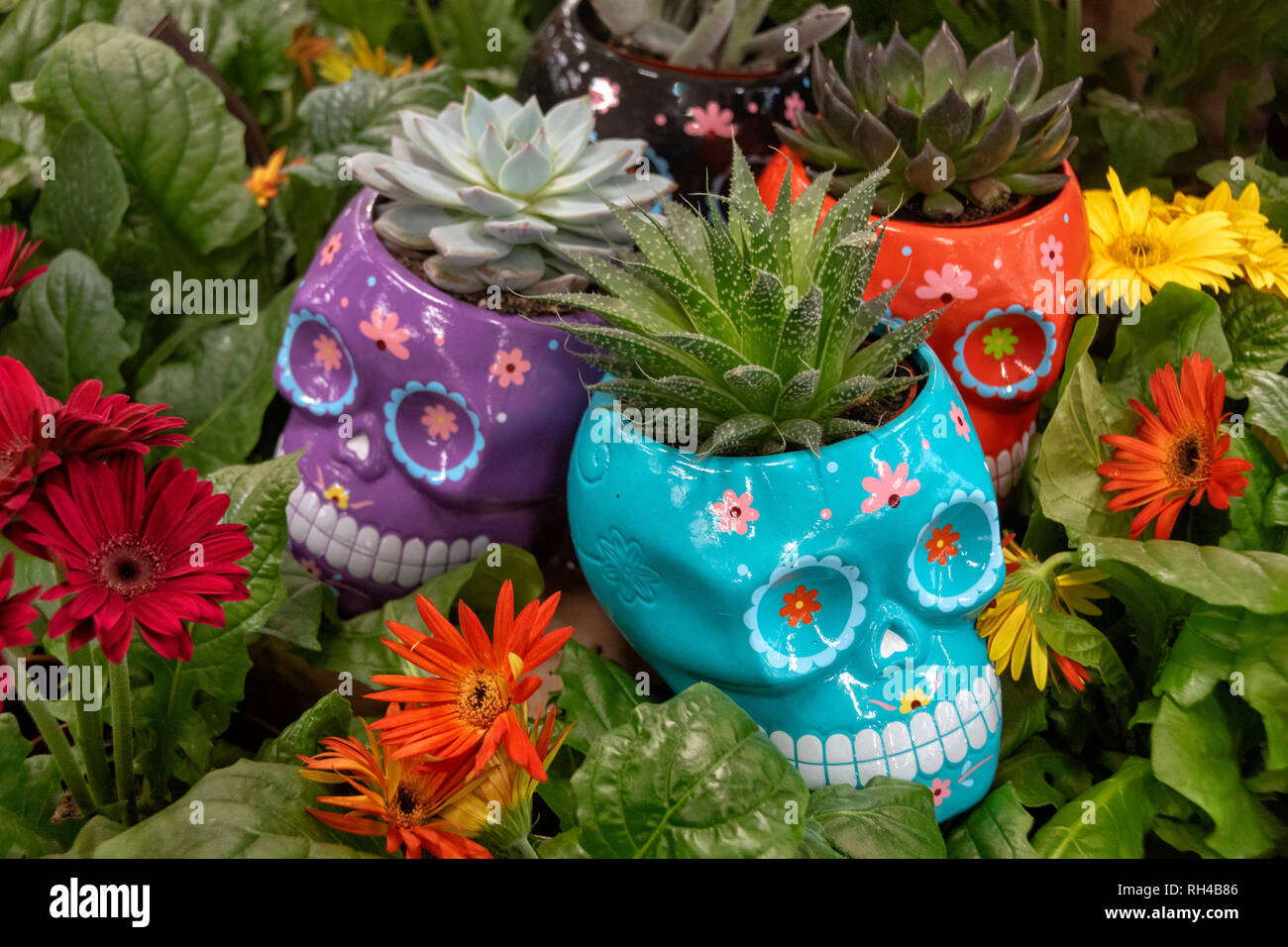 Colorful skull planters with suculents and flowers Stock Photo - Alamy
