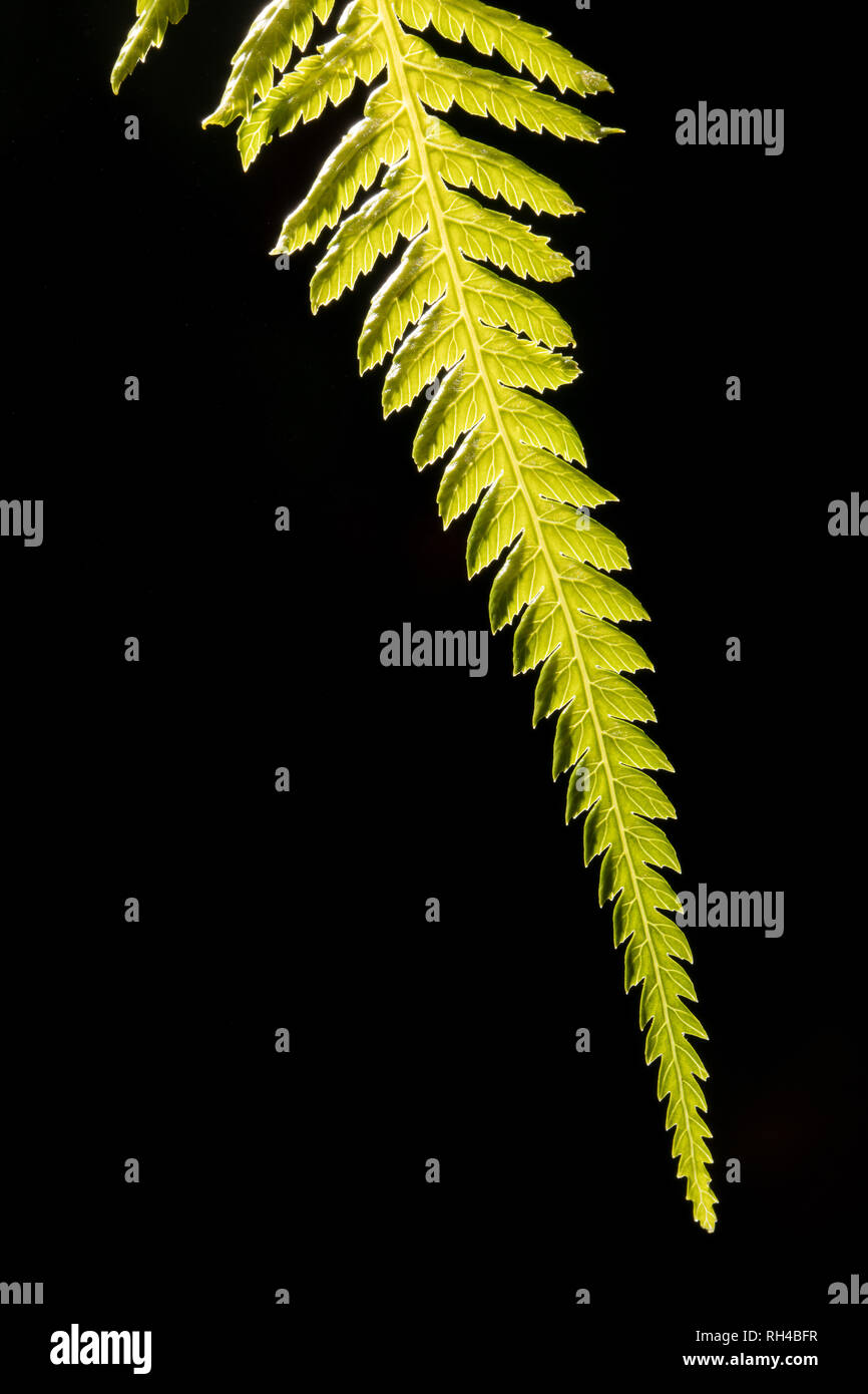 Fern leaf backlit on a black background with copyspace Stock Photo - Alamy